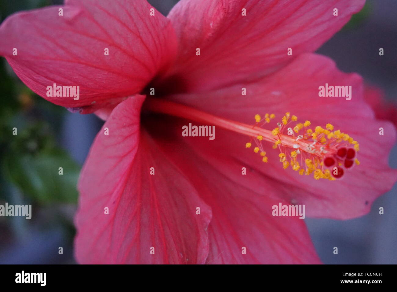 Pollen of hibiscus hi-res stock photography and images - Alamy