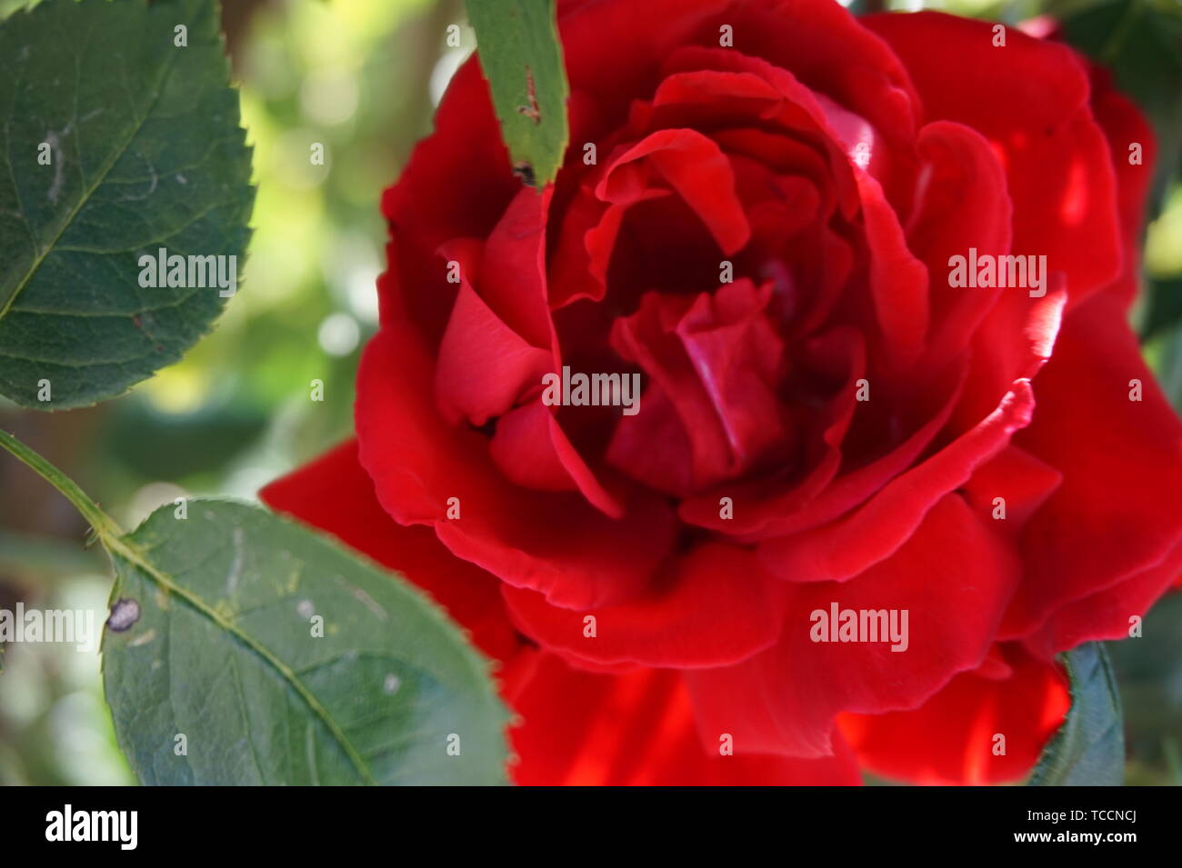 Rose plant leaf hi-res stock photography and images - Alamy