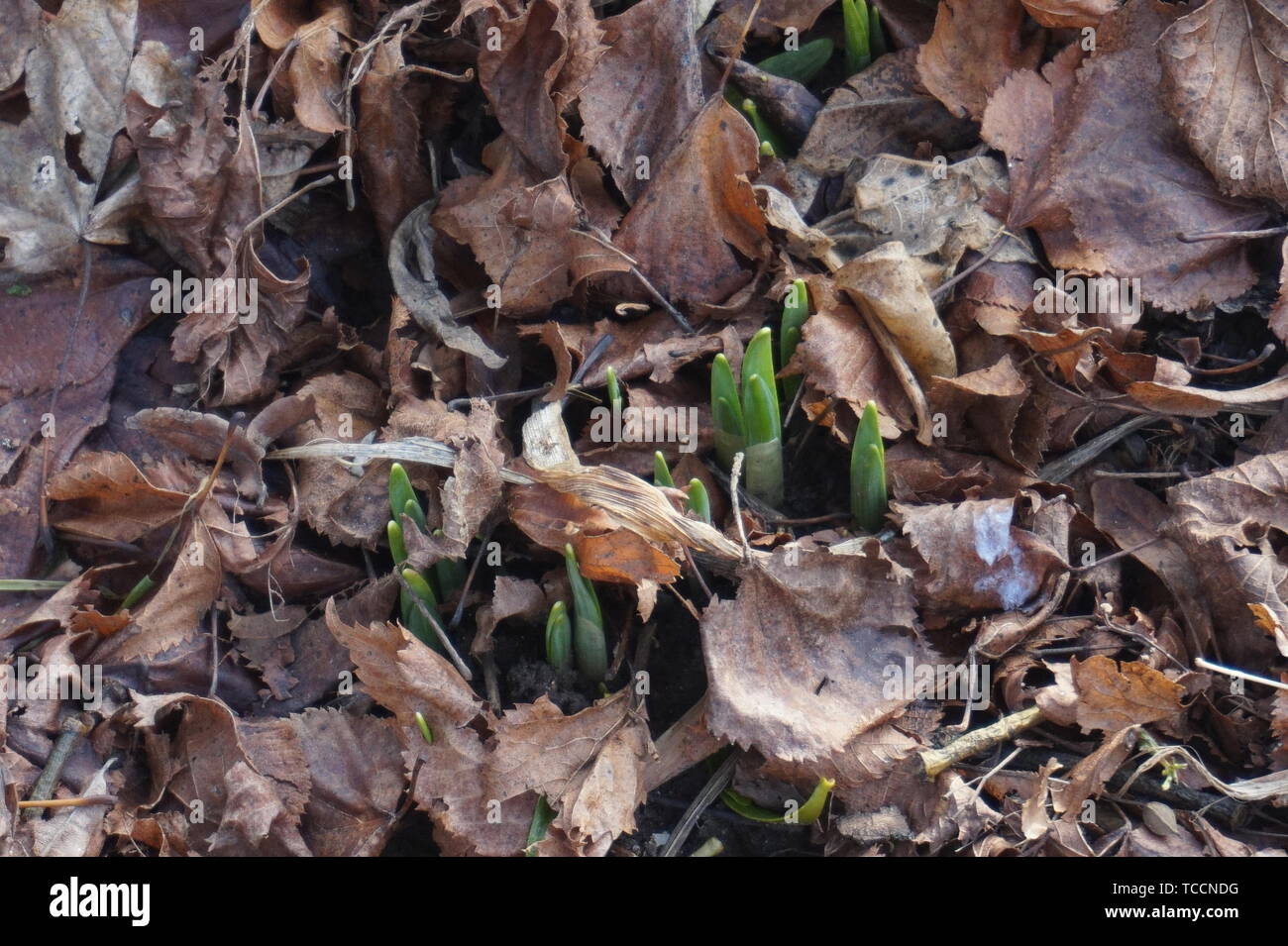 Spring is coming and the first plants are sprouting Stock Photo - Alamy