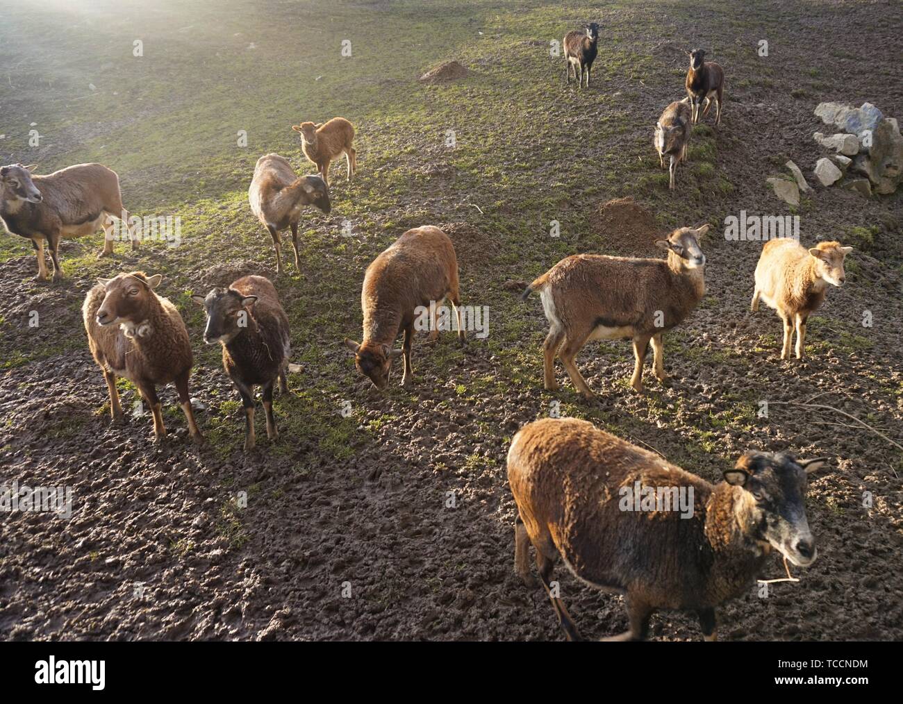 Sheep at sunset hi-res stock photography and images - Alamy