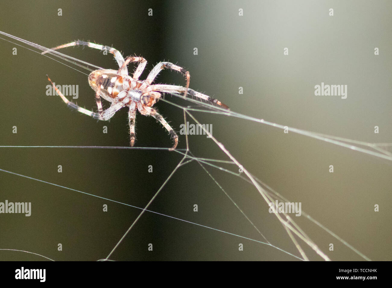 Garden spider building a web Stock Photo - Alamy