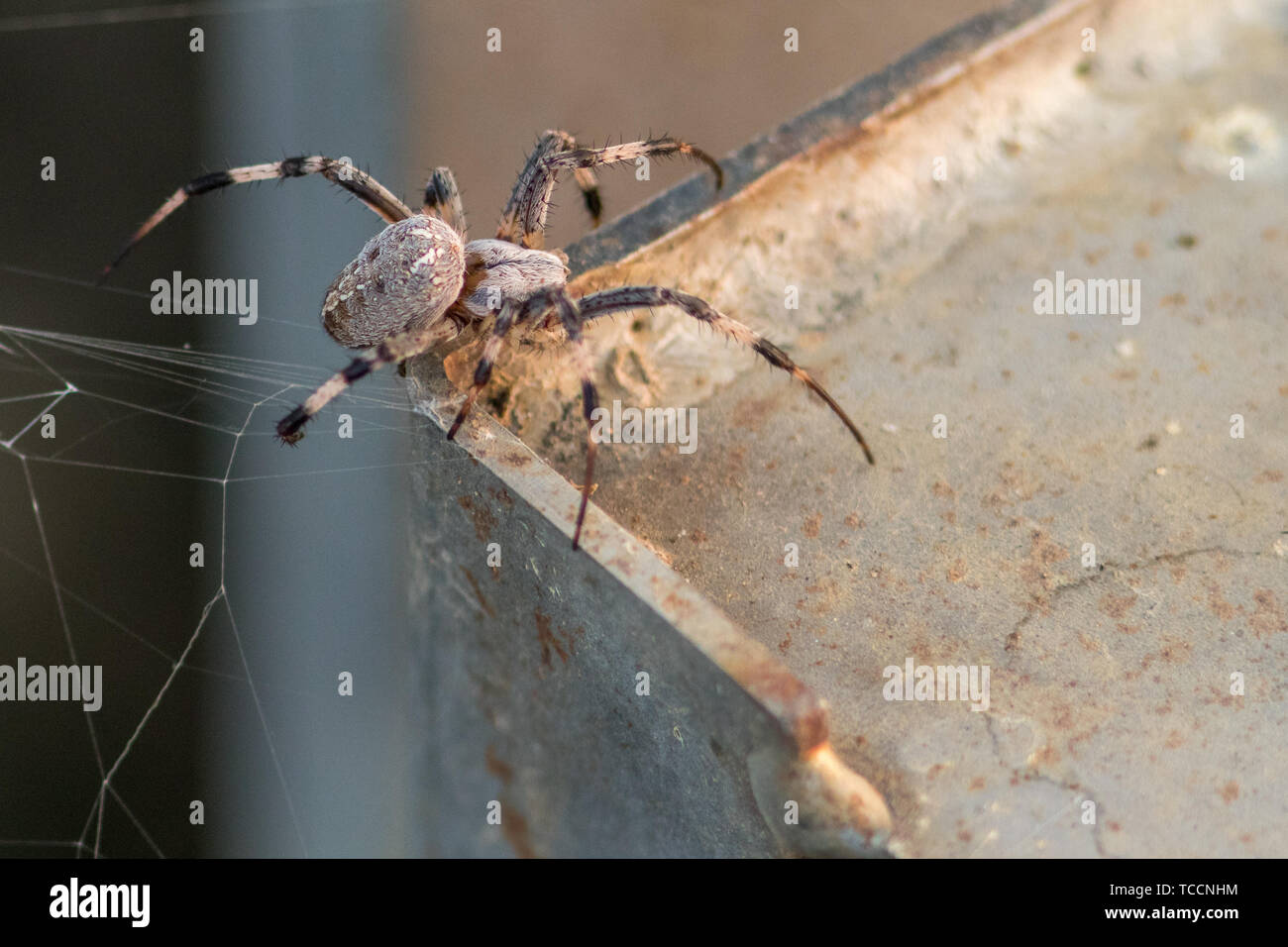 Garden spider building a web Stock Photo - Alamy