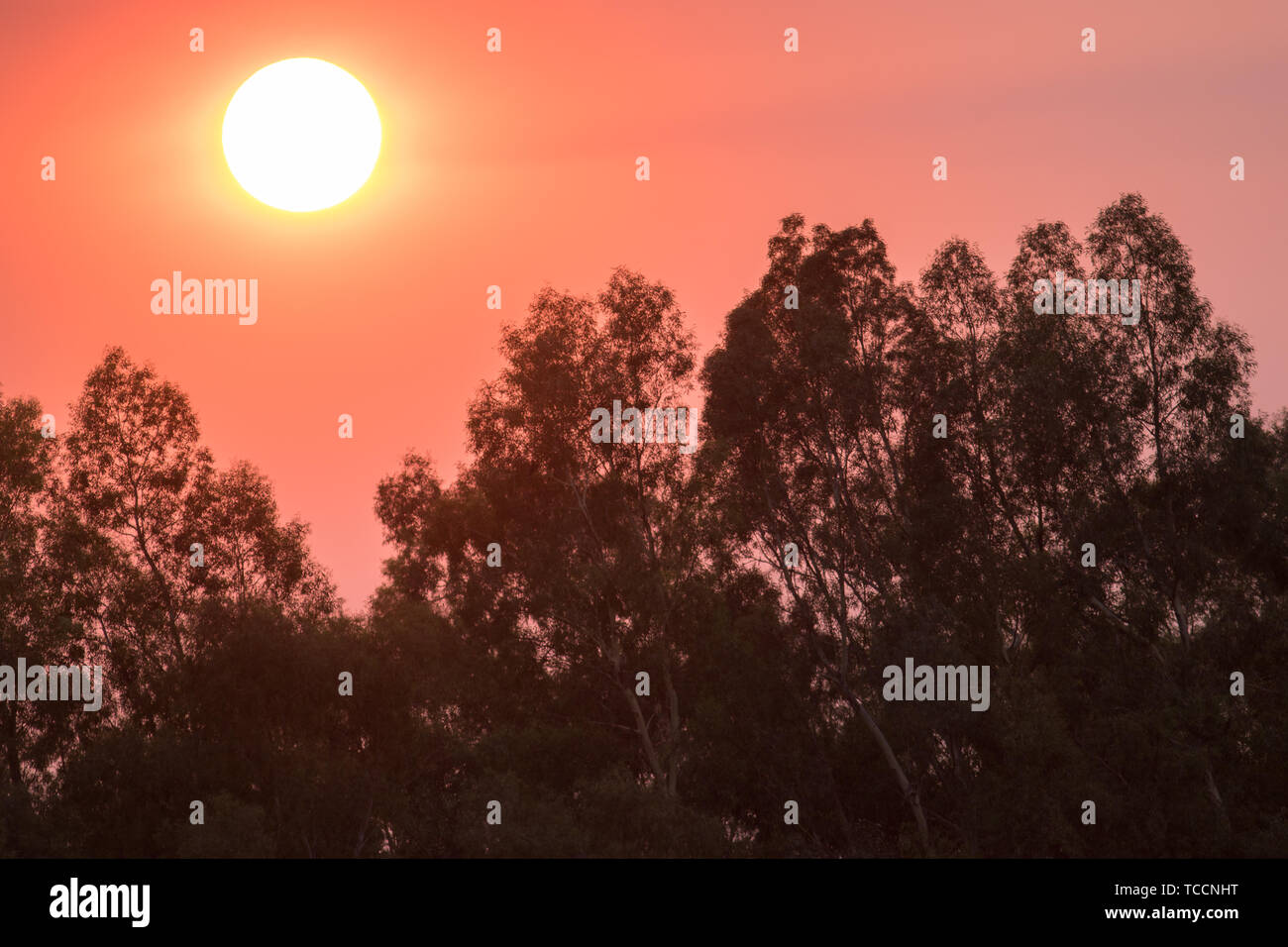 Sunset over silhouette treeline silhouette hi-res stock photography and ...