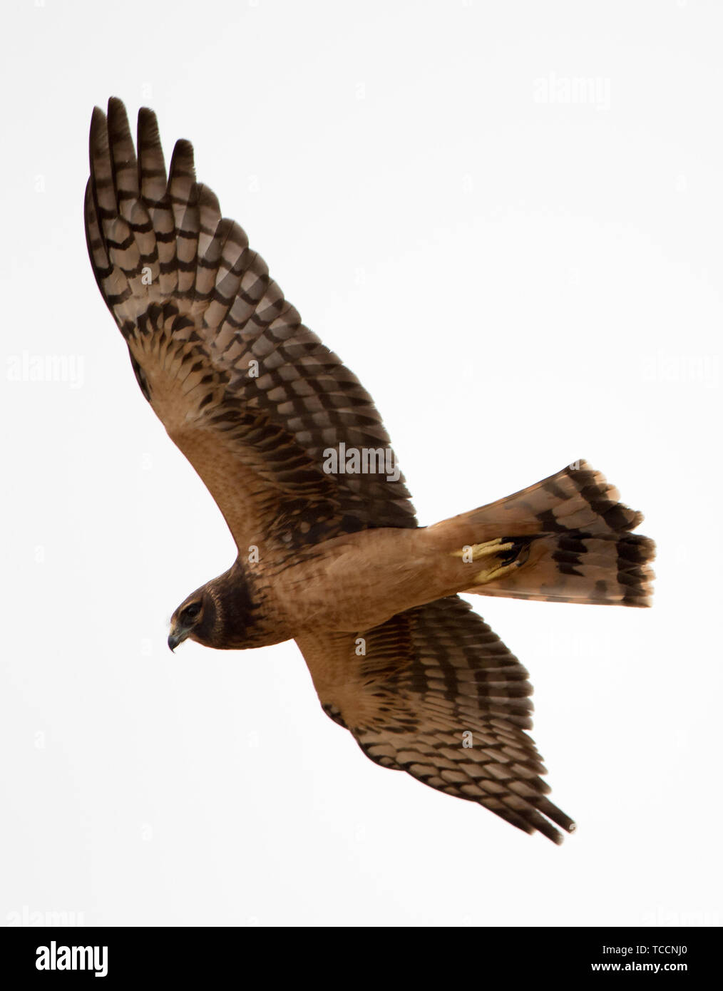 Cooper's Hawk flying with white background Stock Photo - Alamy