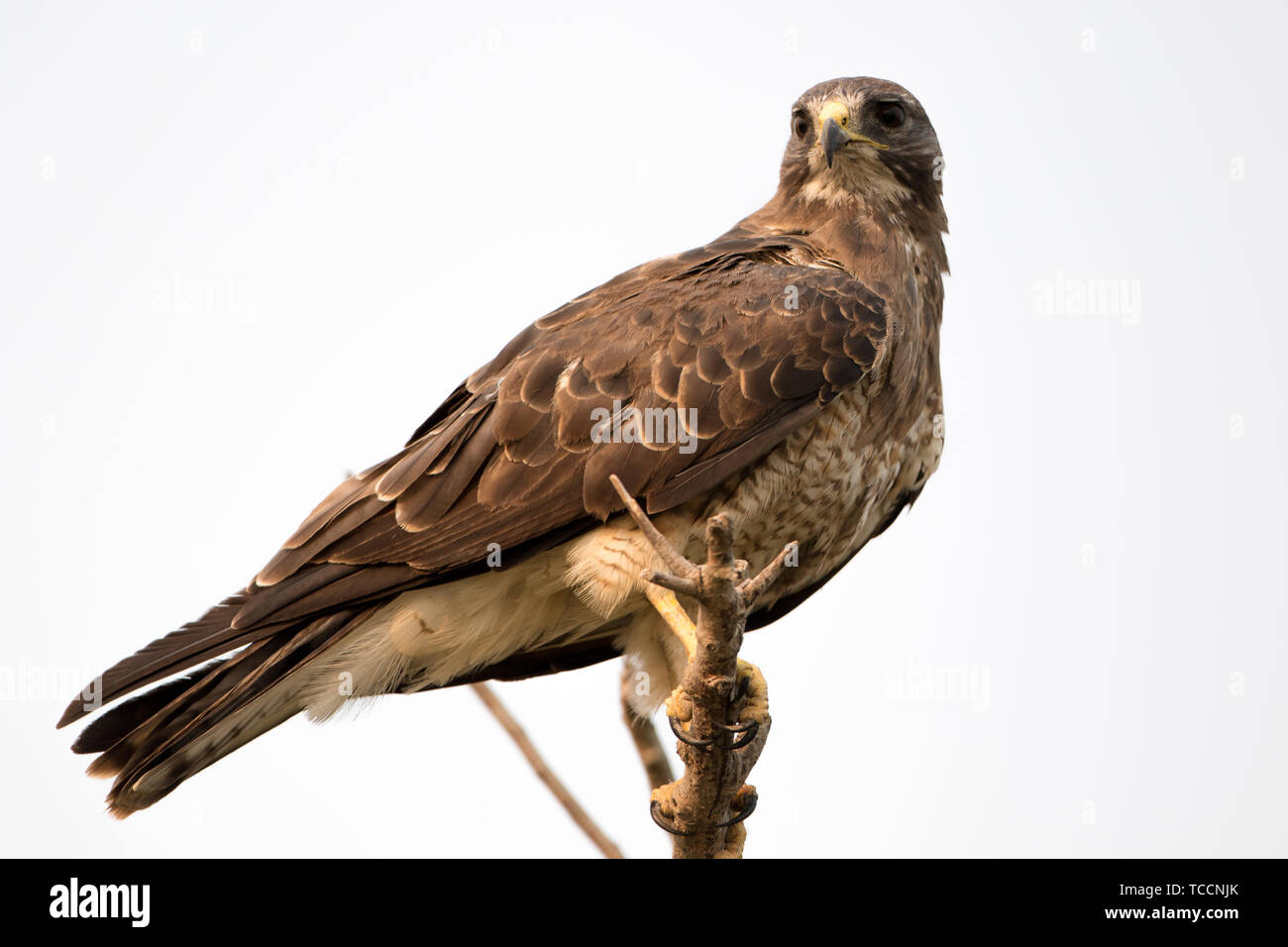 Broad winged hawk juvenile hi-res stock photography and images - Alamy