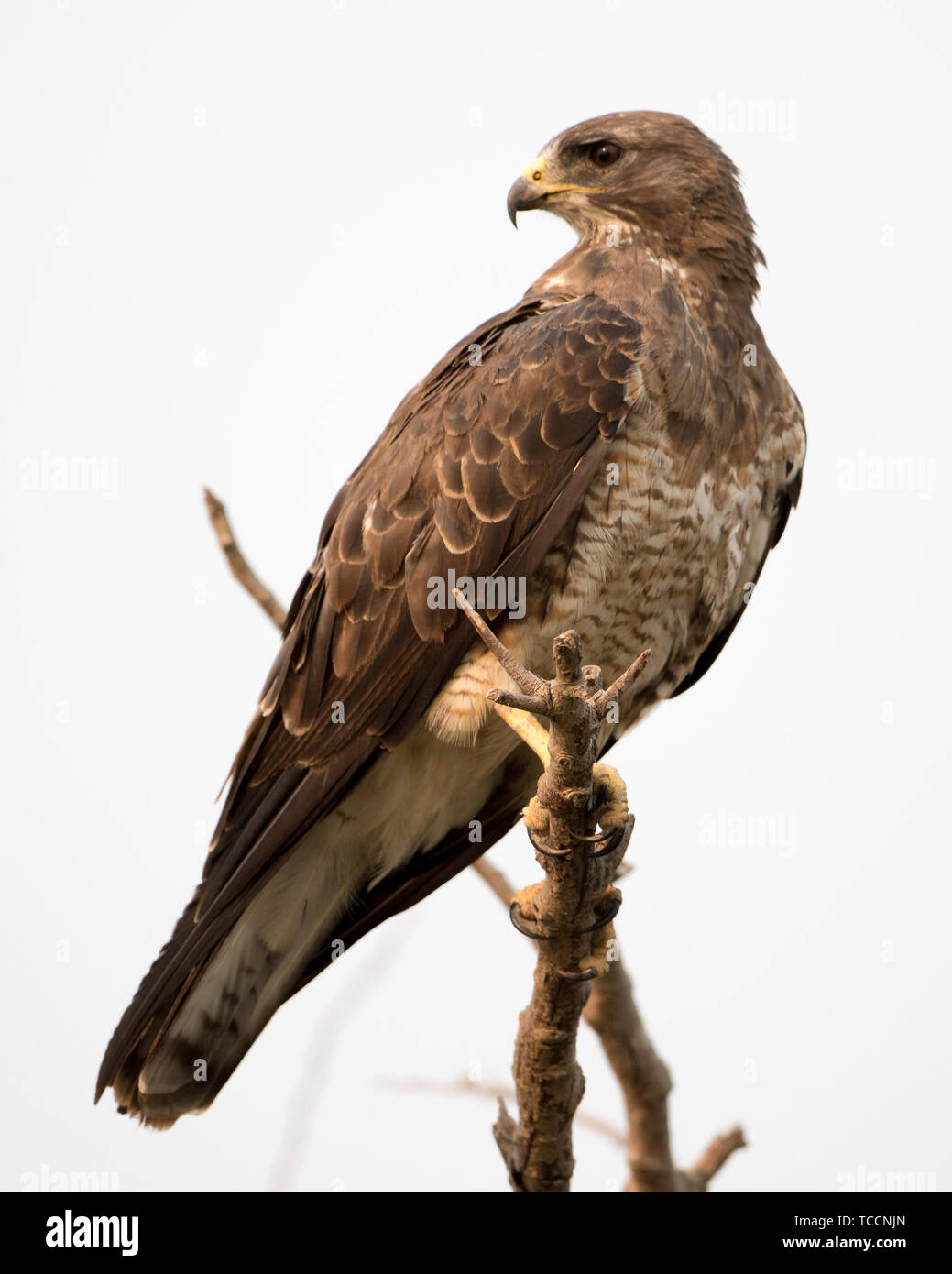 Broad winged hawk juvenile hi-res stock photography and images - Alamy
