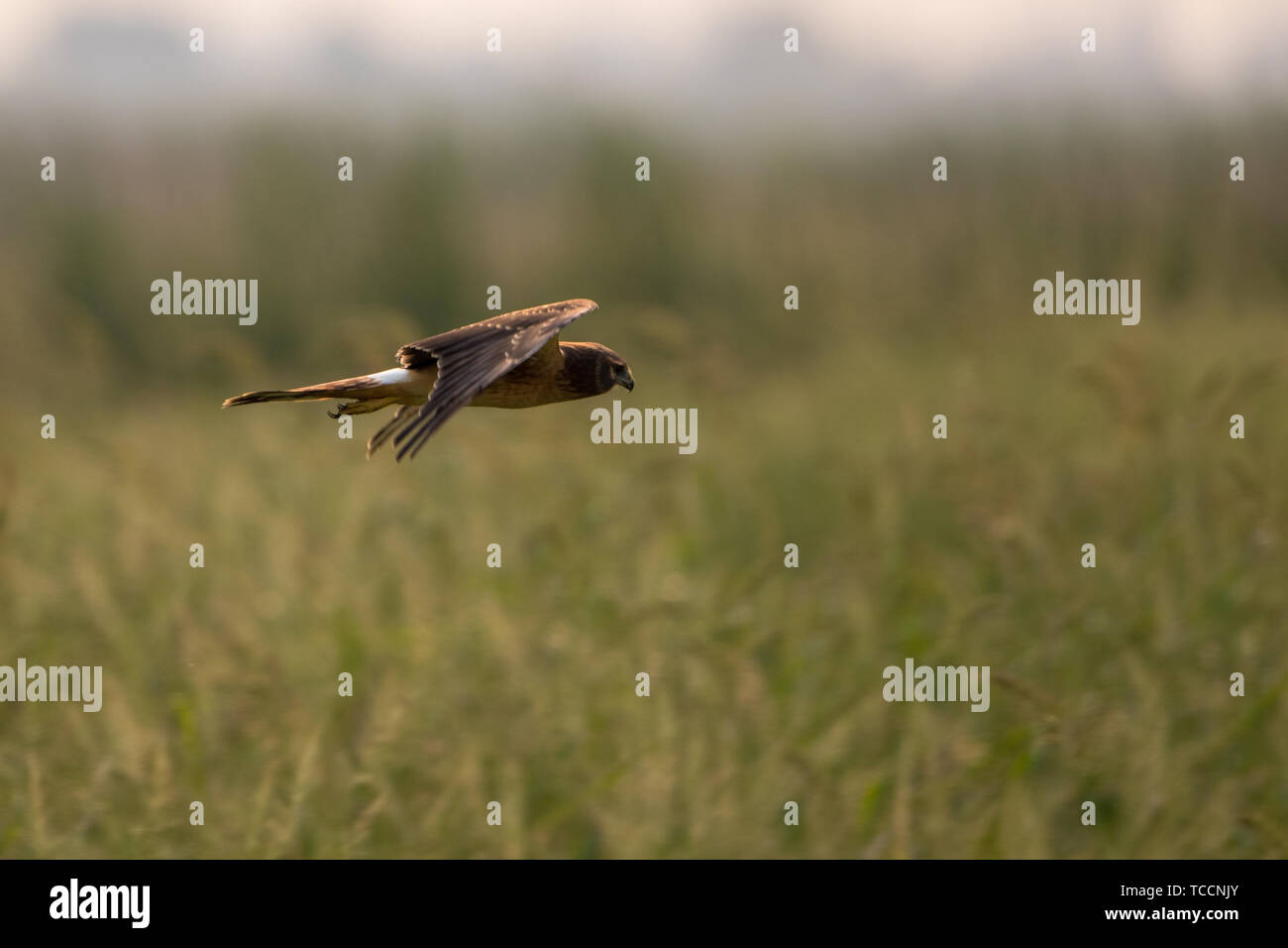 Dark Northern Harrier hawk flaying over grasses hunting for prey Stock ...