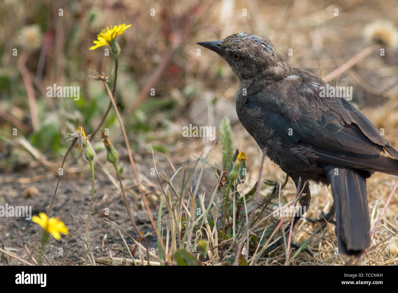 Fledgling insects hi-res stock photography and images - Alamy