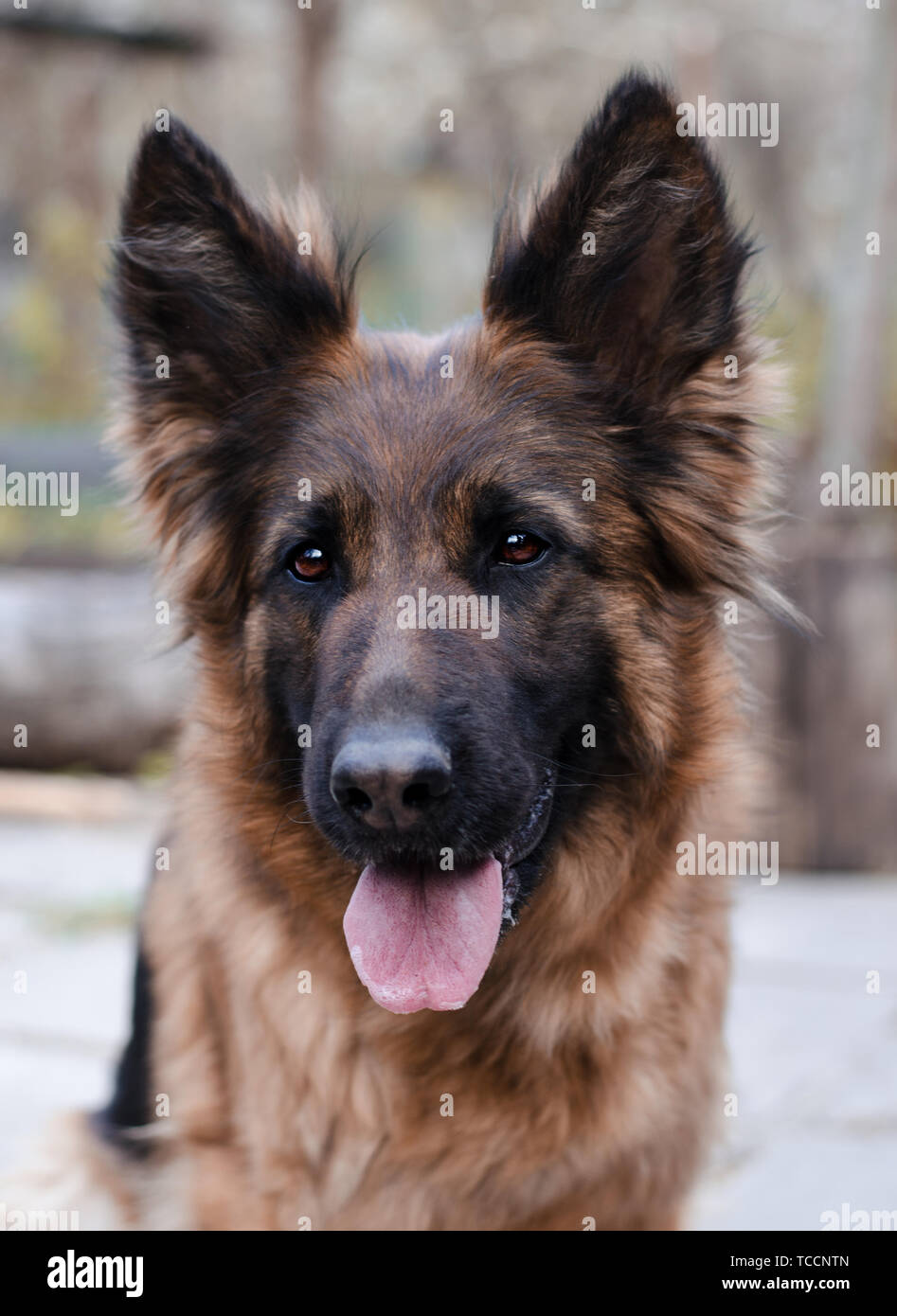 Portrait of German Shepherd dog. Close up photo of Dog's head Stock ...