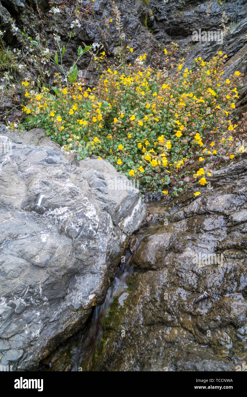 Blooming plant between rocks hi-res stock photography and images - Alamy