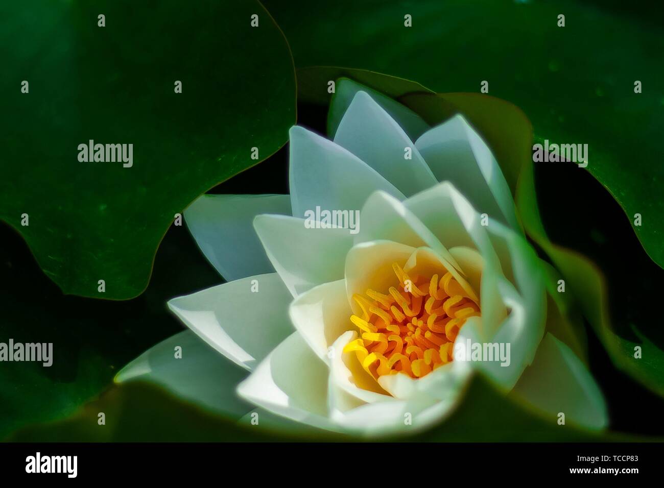 Bloomed lotus flower hi-res stock photography and images - Alamy