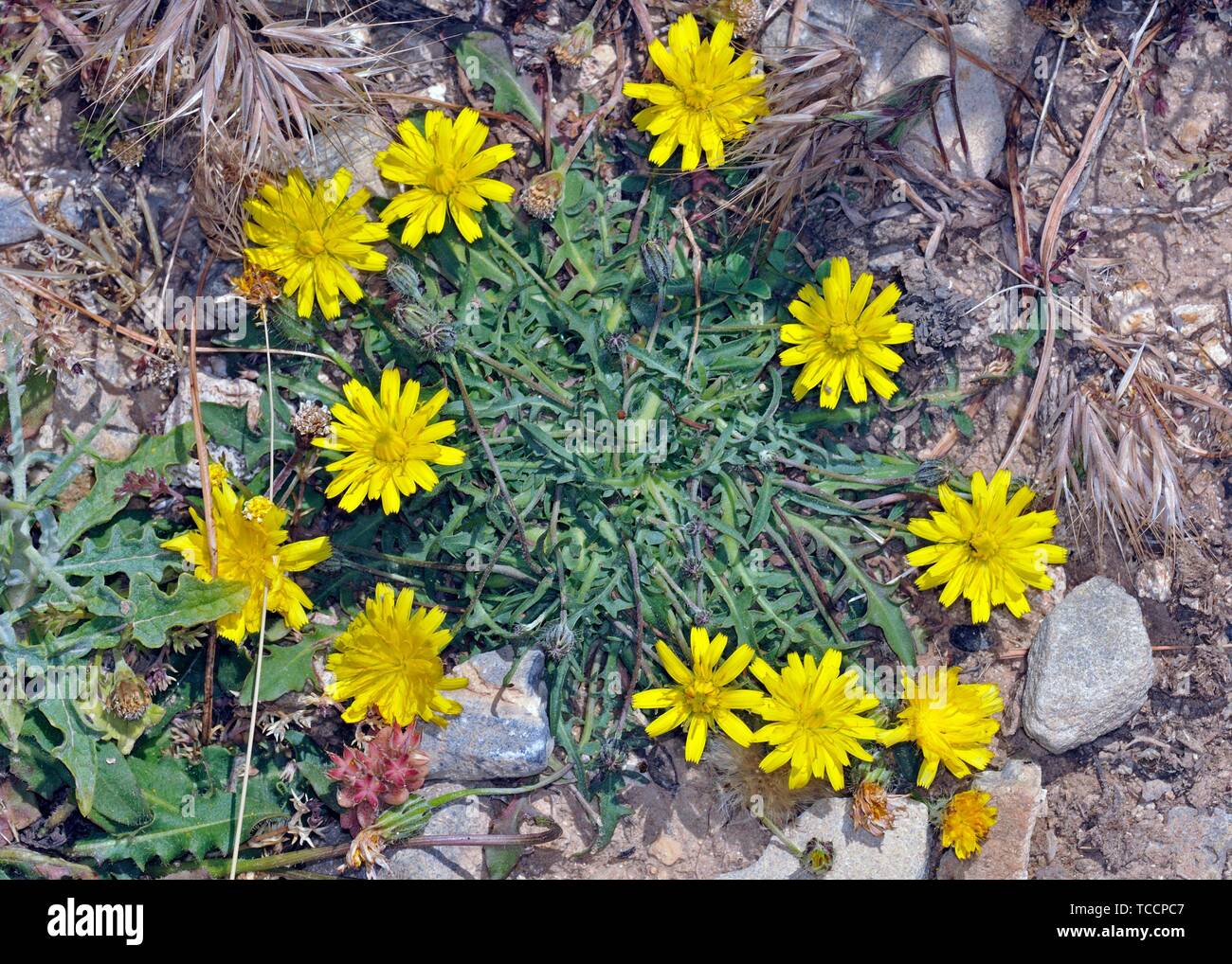 Hawksbeard blossom hi-res stock photography and images - Alamy
