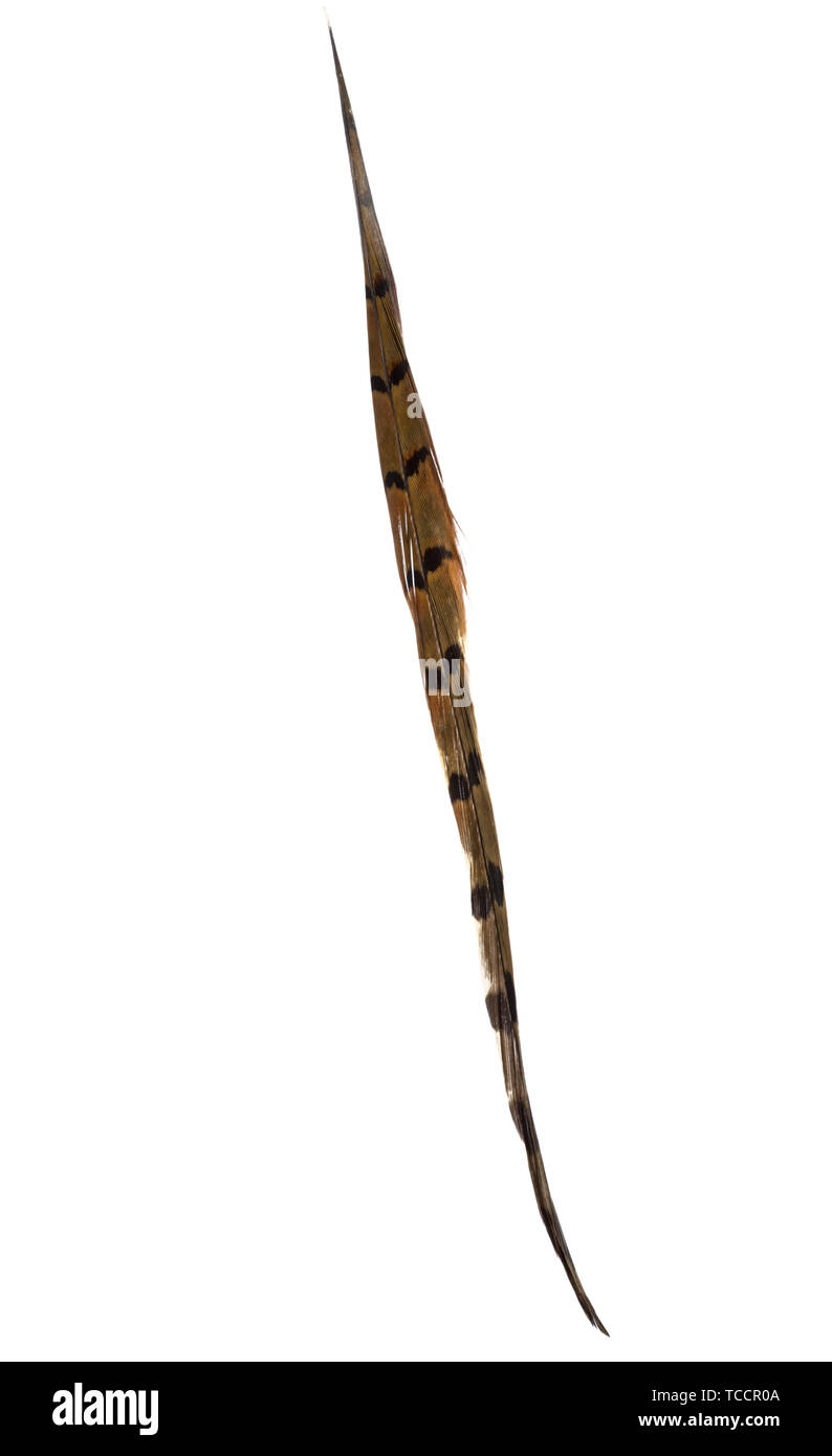 bird feather isolated on white background Stock Photo - Alamy