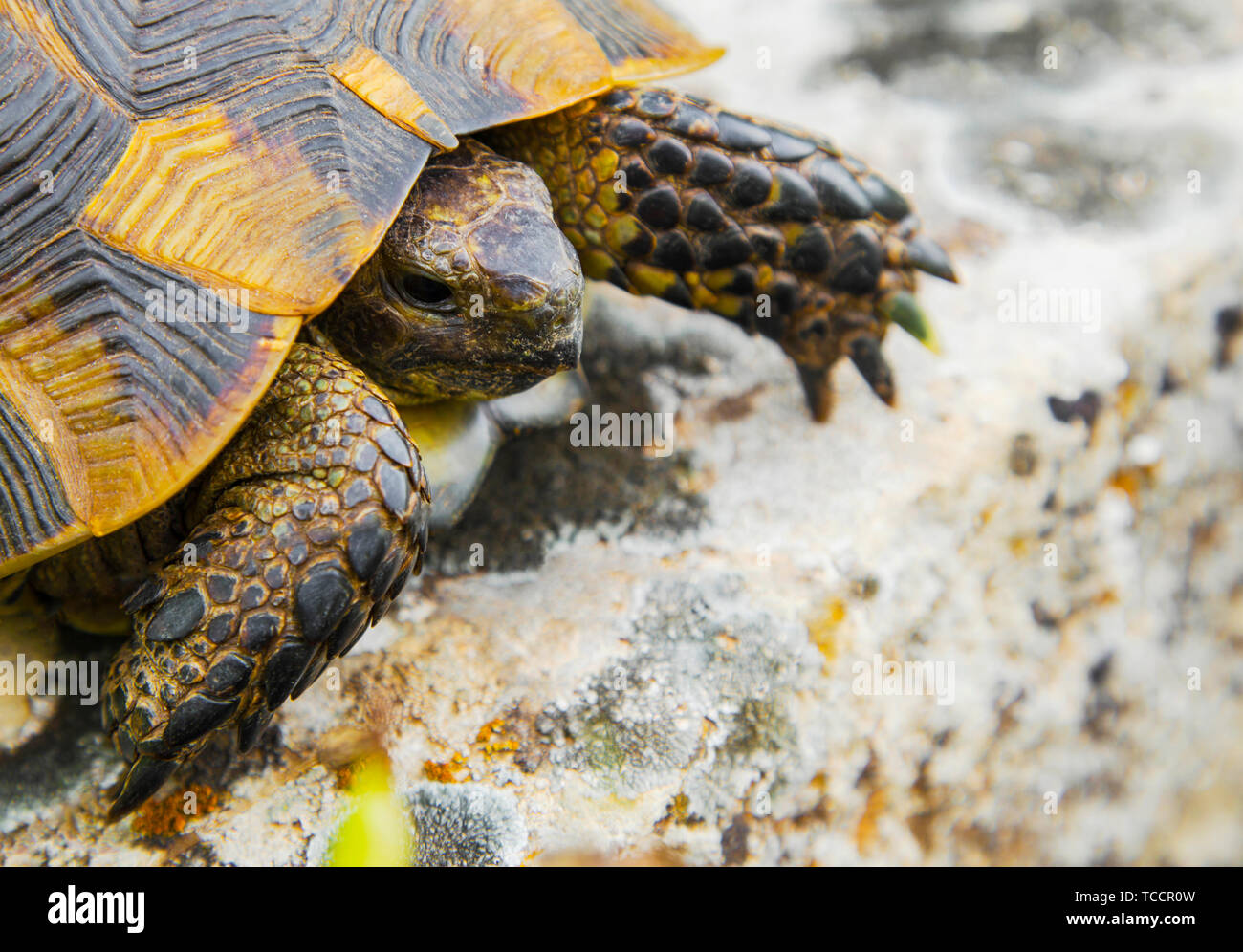 Old sea turtle close up hi-res stock photography and images - Alamy