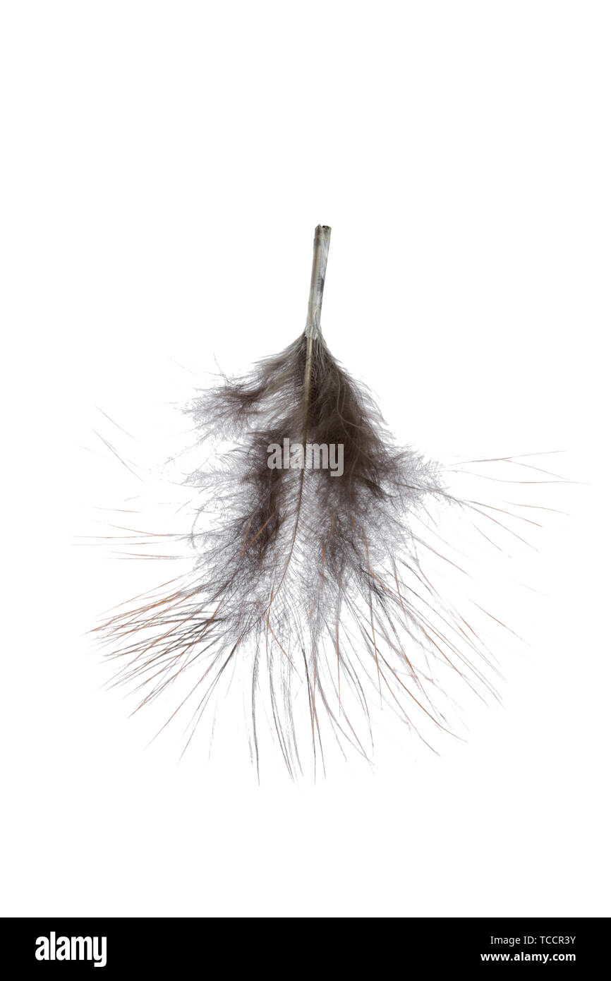 bird feather isolated on white background Stock Photo - Alamy