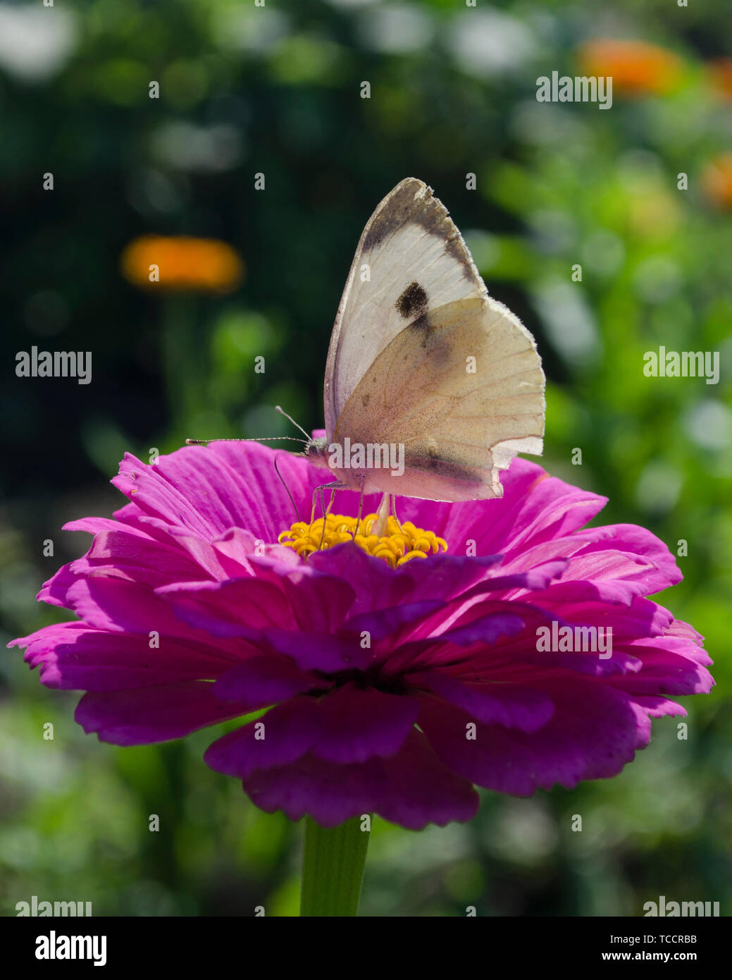 Cabbage moth hi-res stock photography and images - Alamy