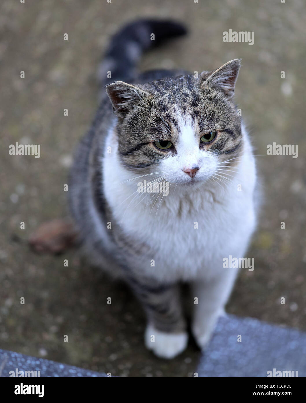 Front above hi-res stock photography and images - Alamy