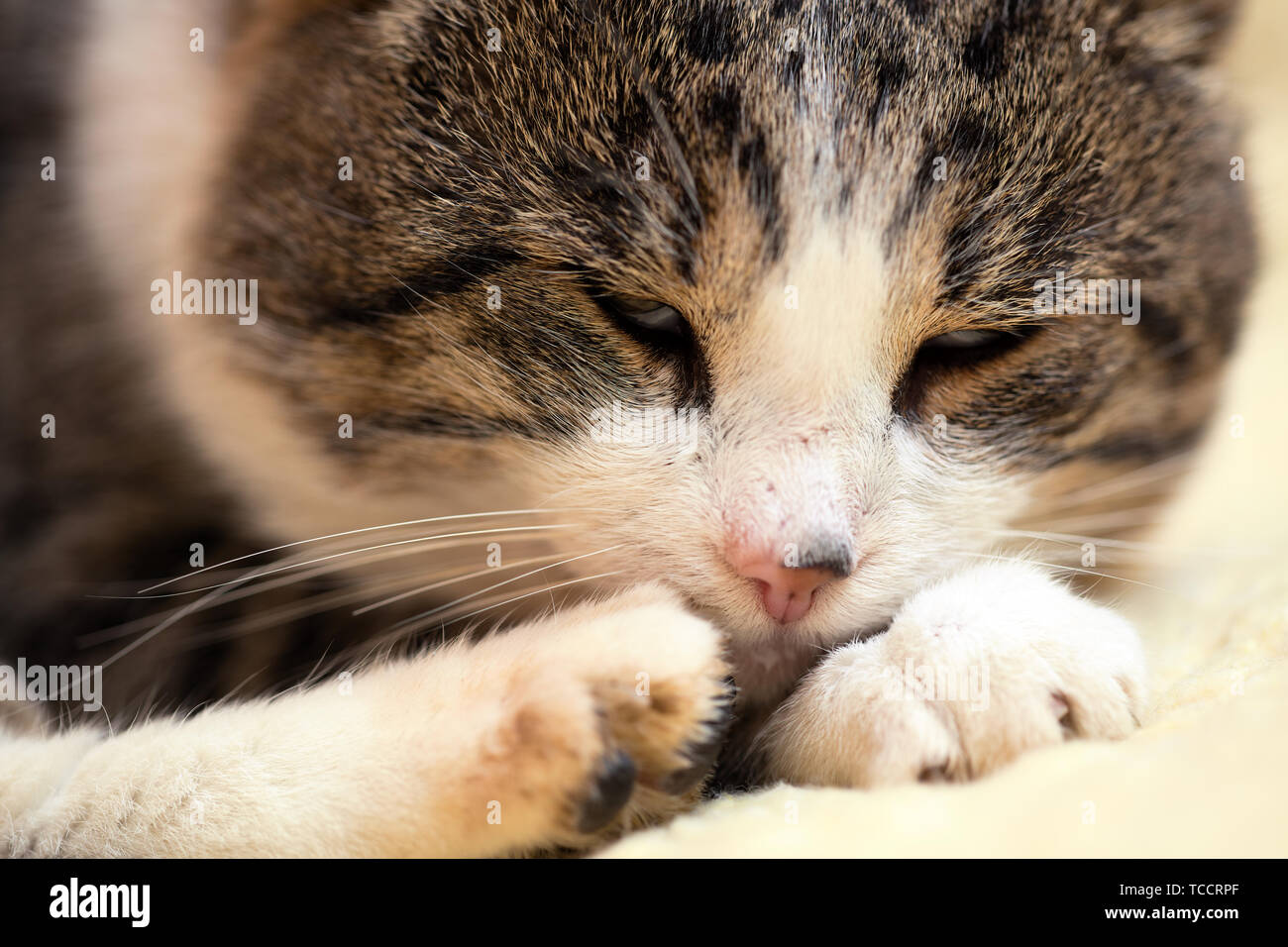 Male cat hi-res stock photography and images - Alamy