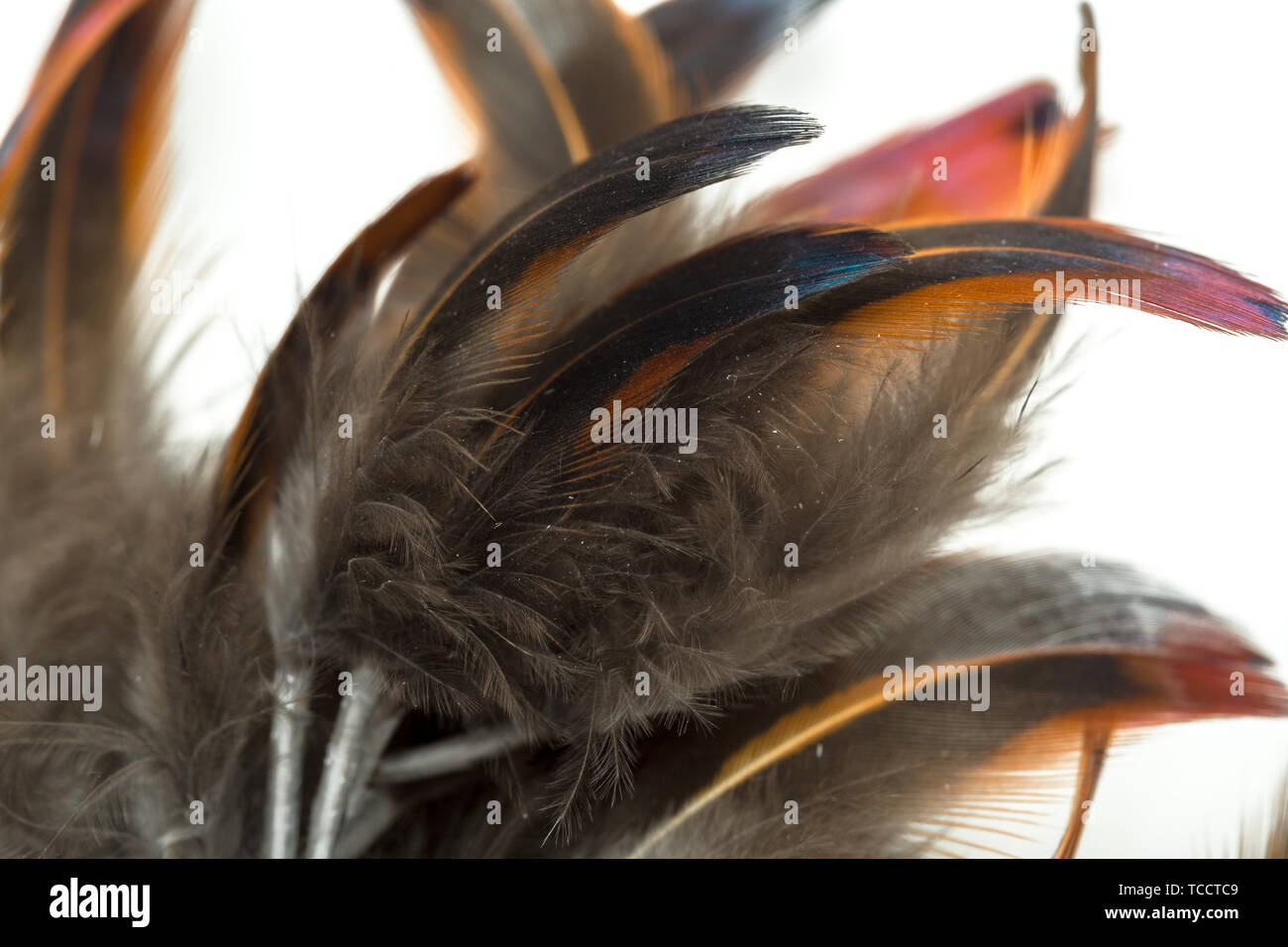 bird feather isolated on white background Stock Photo - Alamy