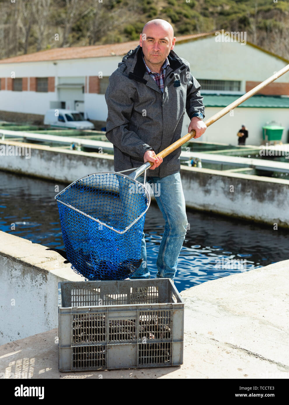 Male fish farm worker fishing with net sturgeon at reservoir Stock ...