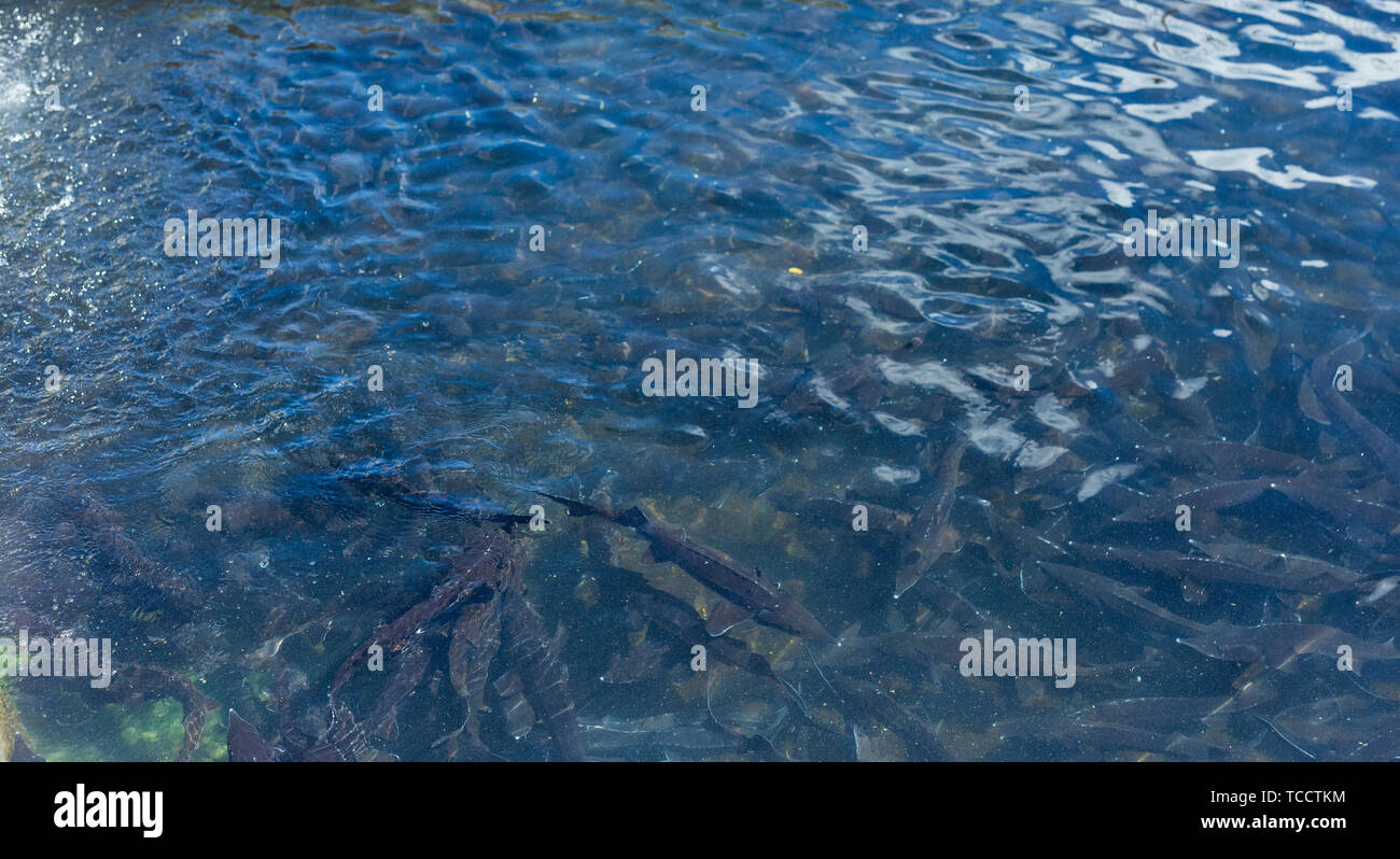 Sturgeon fish in aquarium tank hi-res stock photography and images - Alamy
