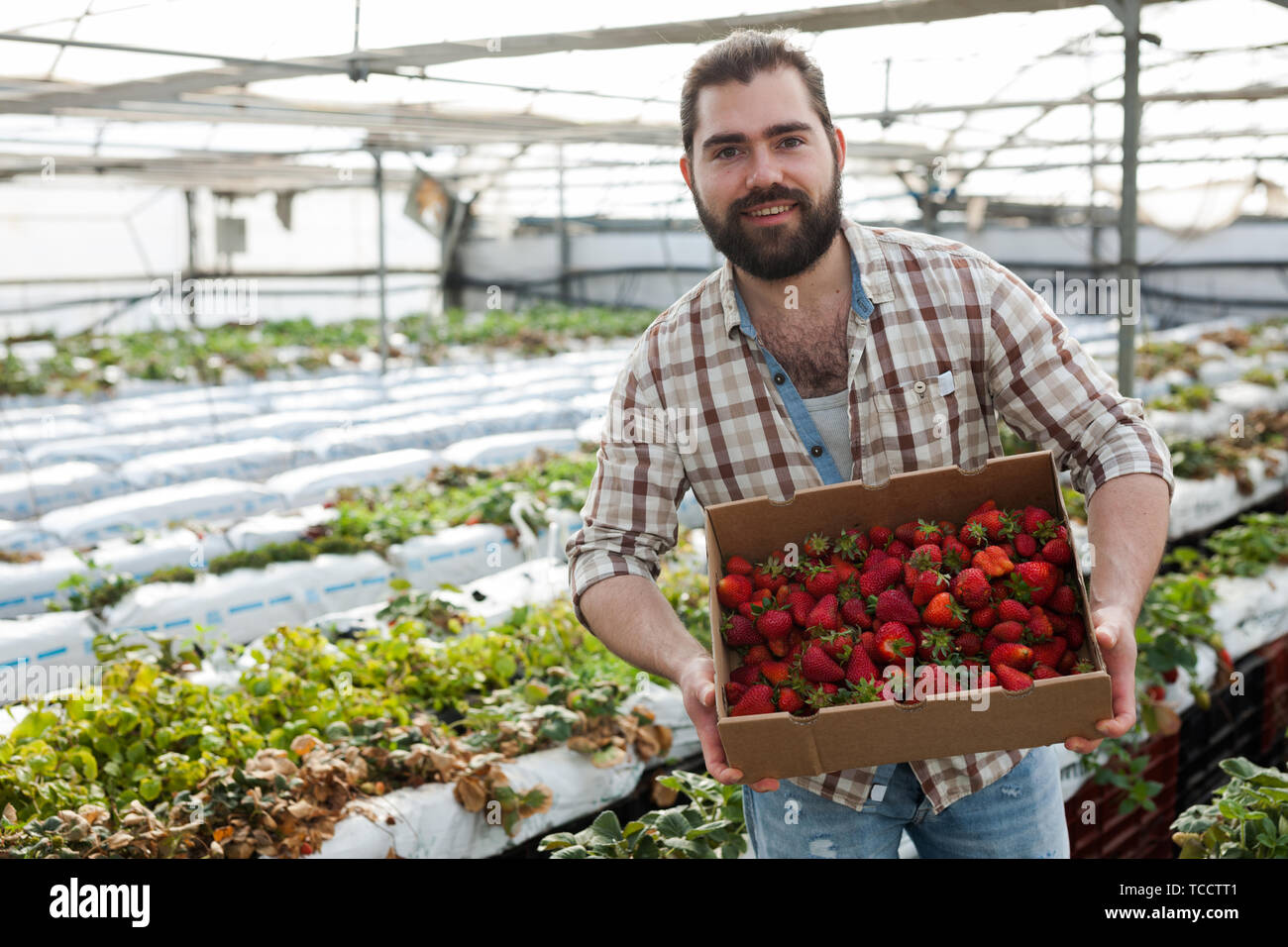 Positive male farmer strawberries hi-res stock photography and images ...