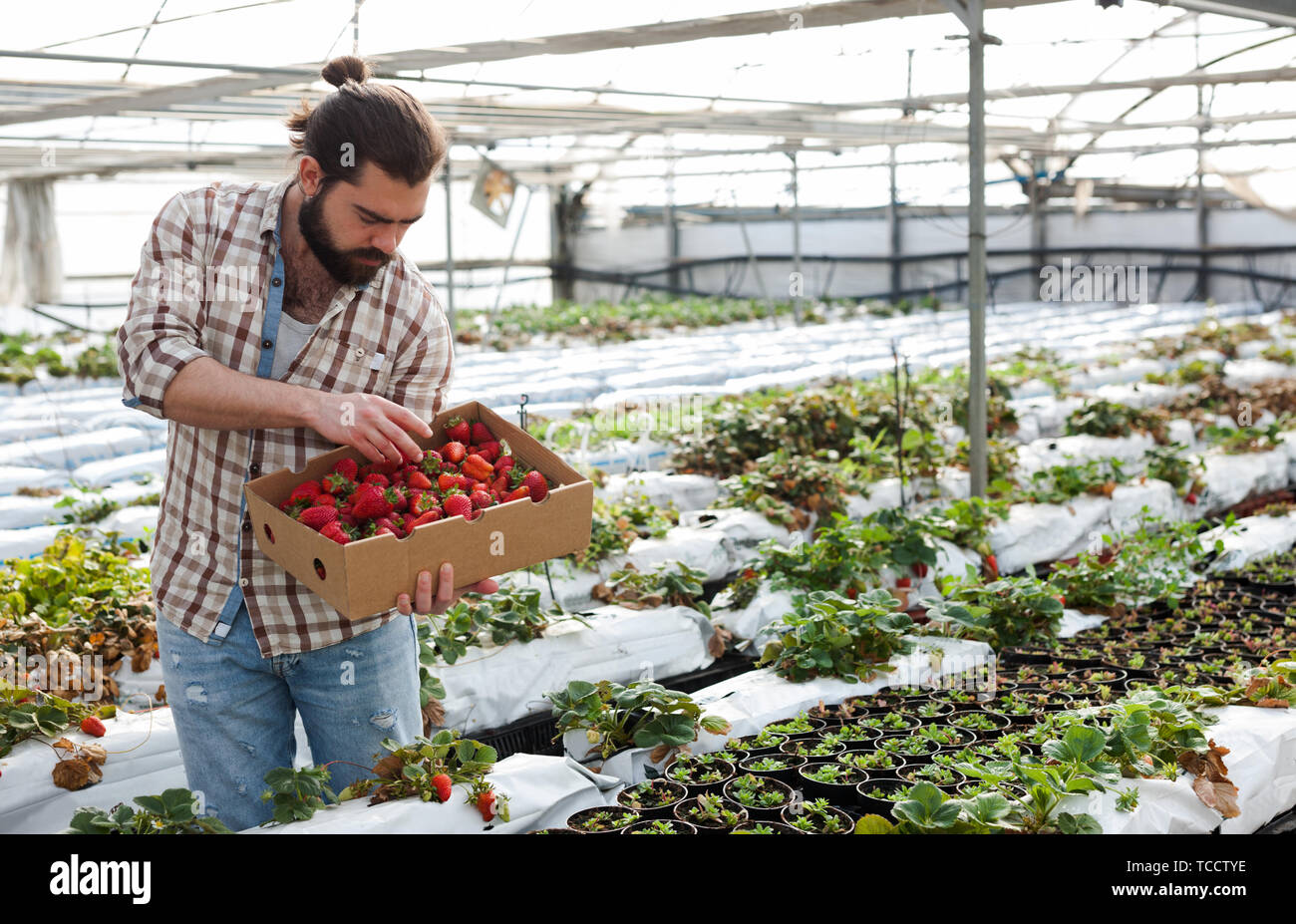 Positive man harvesting strawberries in a greenhouse Stock Photo - Alamy