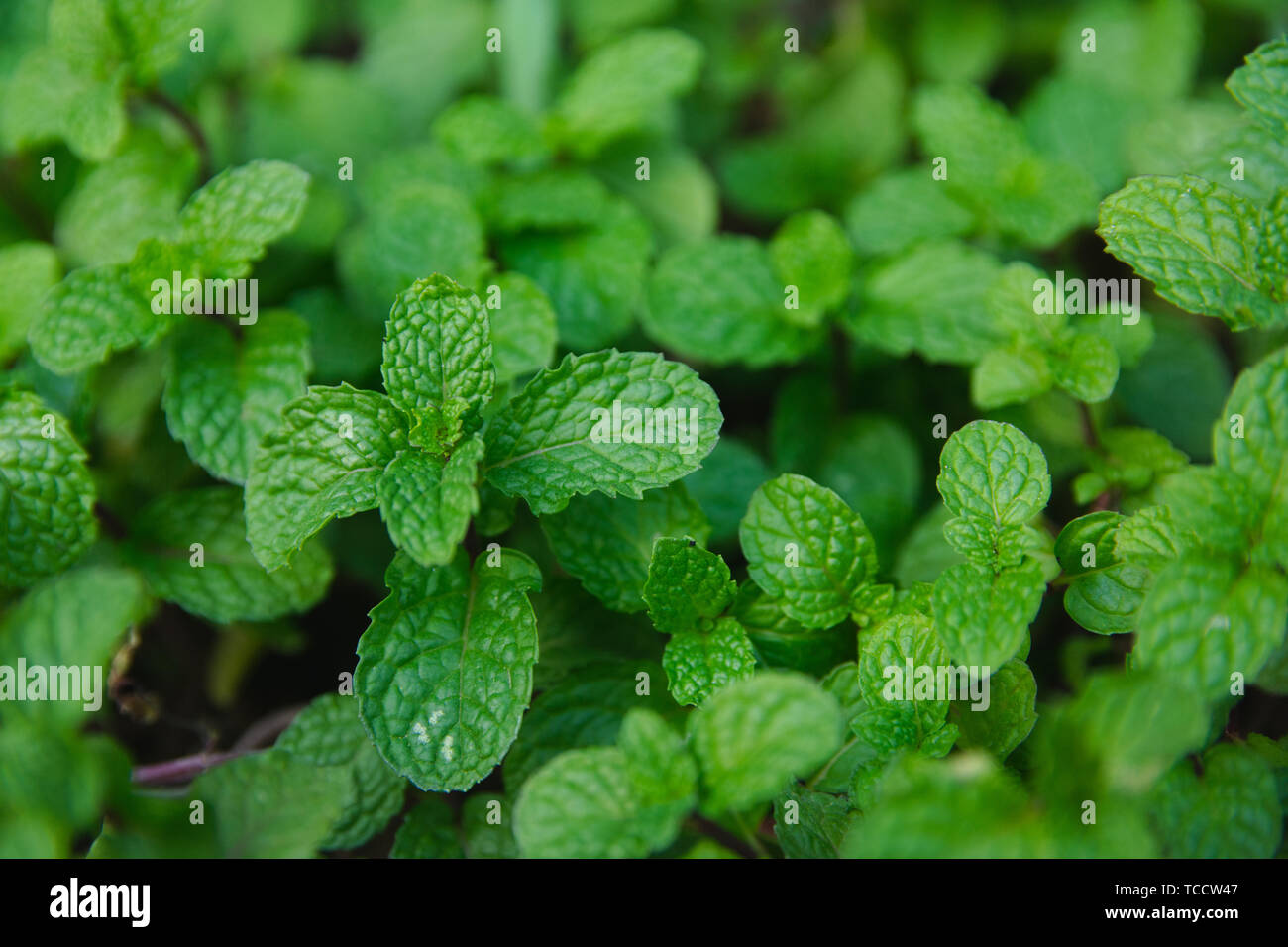 Green peppermint leaves background. Flat lay. Nature background Stock ...