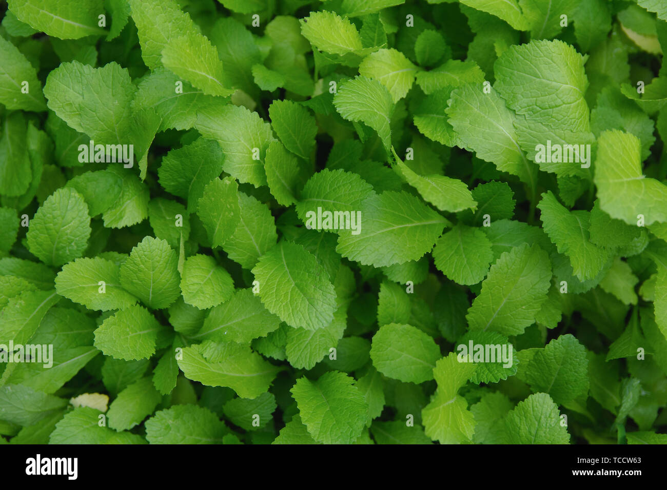 Chinese mustard green hi-res stock photography and images - Alamy