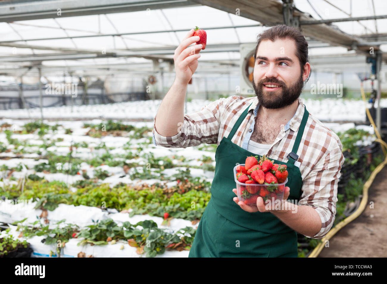 Positive male farmer strawberries hi-res stock photography and images ...