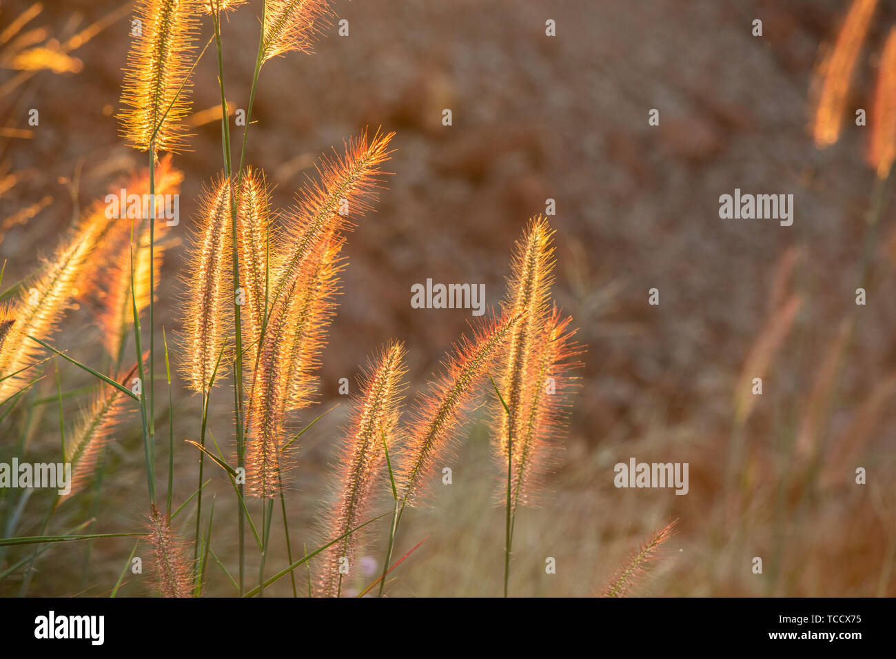 Poaceae grass flower in the rays of the rising sunset background Stock ...