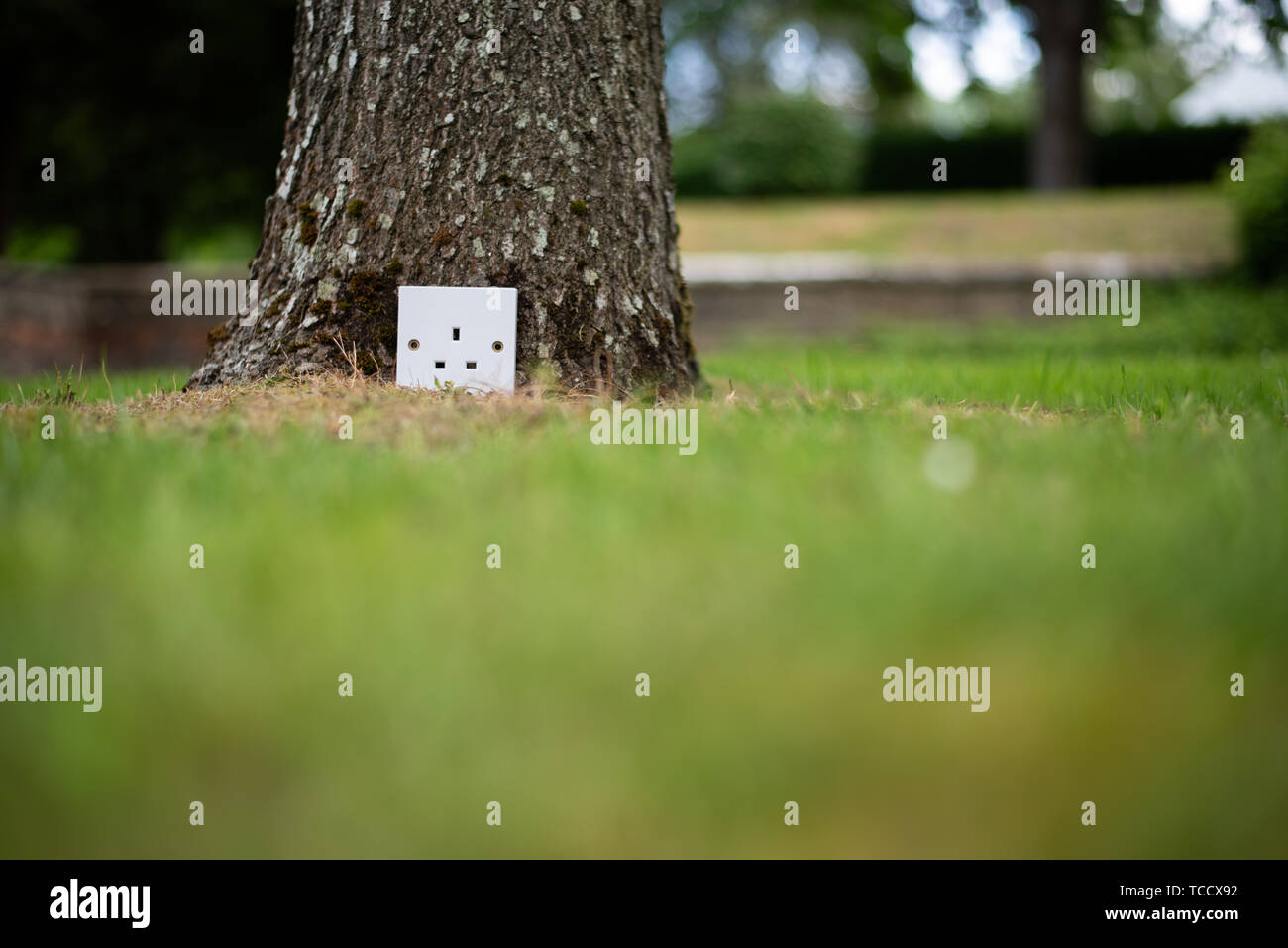 UK Power socket in a tree. Ecological concept, symbolizing renewable ...