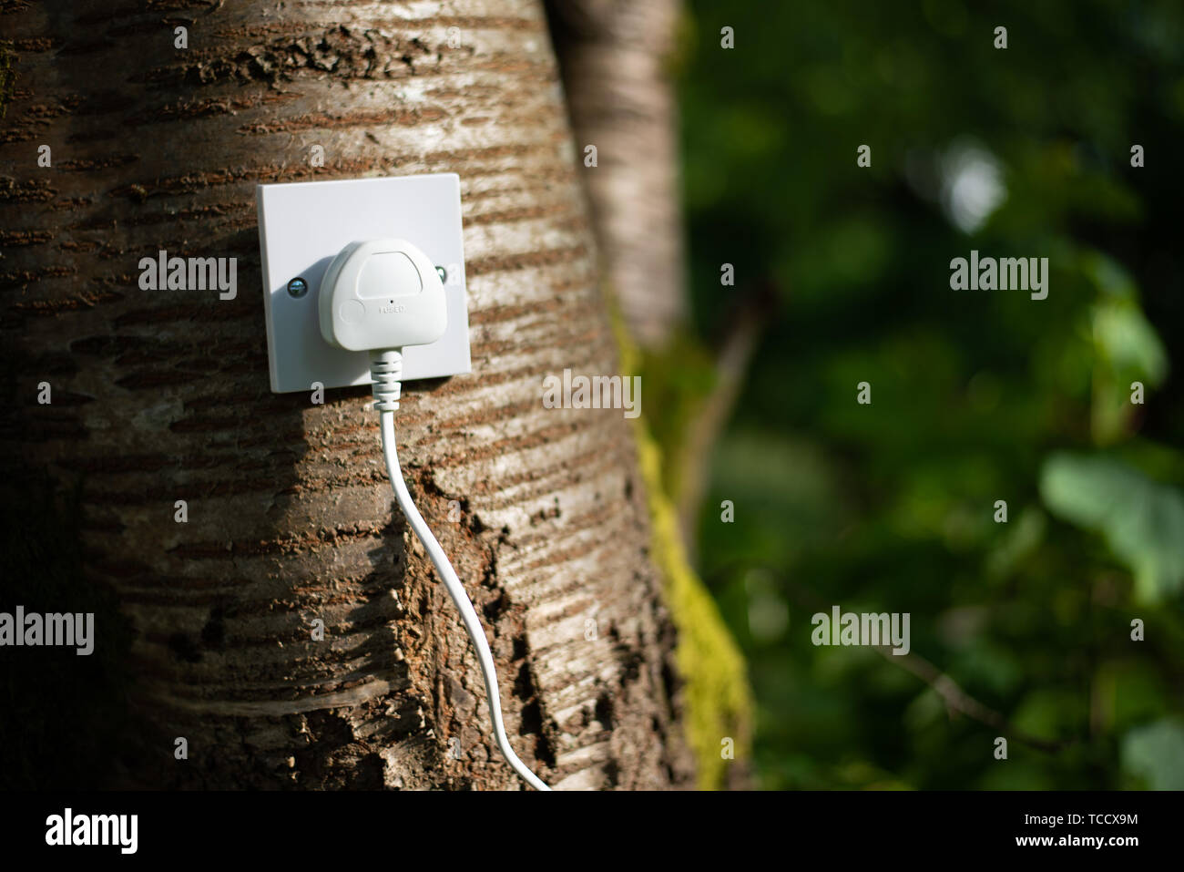 UK electrical plug in a Power socket in a tree. Ecological concept ...