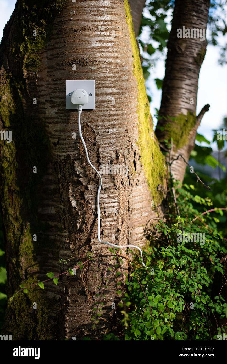 UK electrical plug in a Power socket in a tree. Ecological concept ...