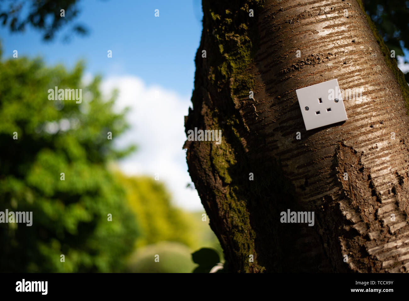 UK Power socket in a tree. Ecological concept, symbolizing renewable ...