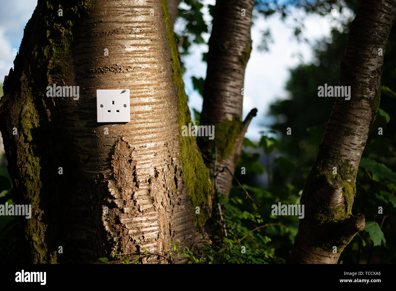 UK Power socket in a tree. Ecological concept, symbolizing renewable ...