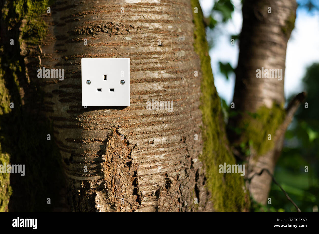 UK Power socket in a tree. Ecological concept, symbolizing renewable ...