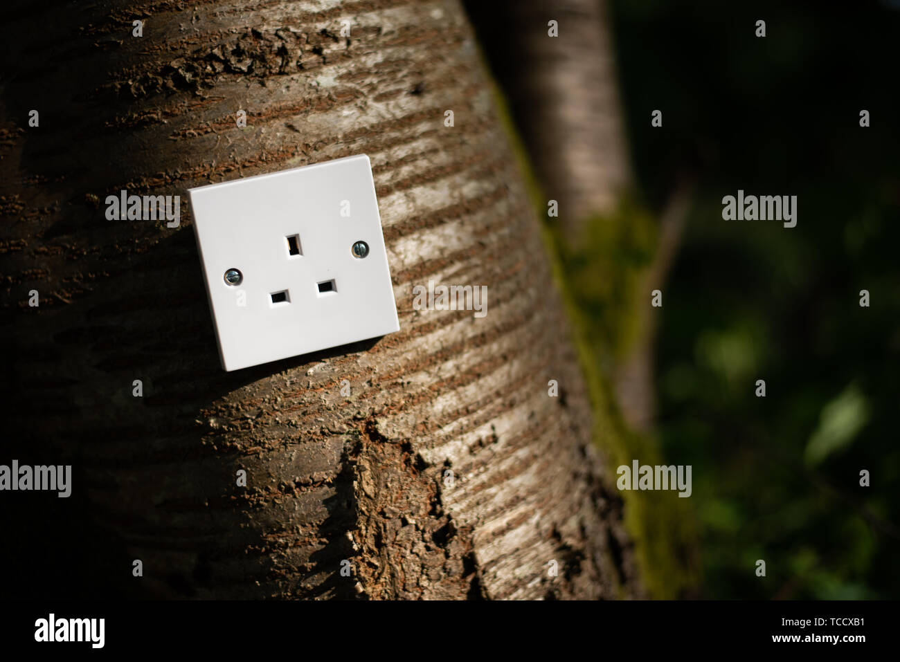 UK Power socket in a tree. Ecological concept, symbolizing renewable ...
