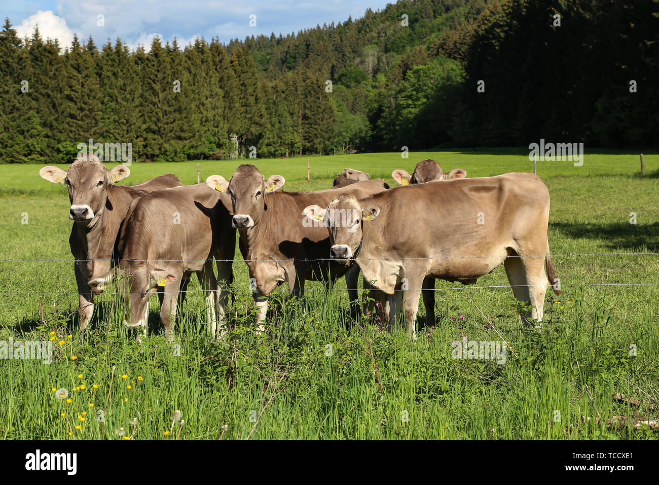 Brown cows in pastures in the foothills of the Alps Stock Photo - Alamy