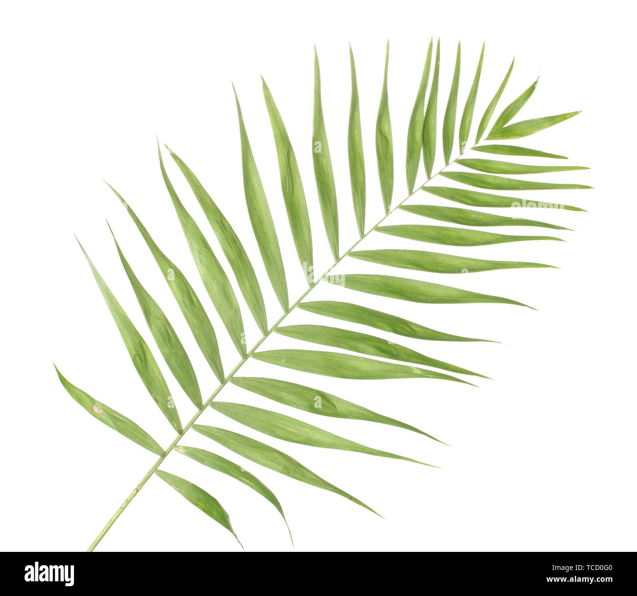 Beautiful palm leaf isolated on white Stock Photo - Alamy