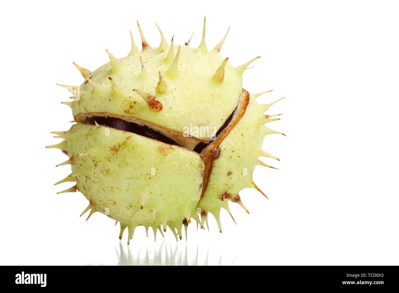 green chestnut isolated on white Stock Photo - Alamy