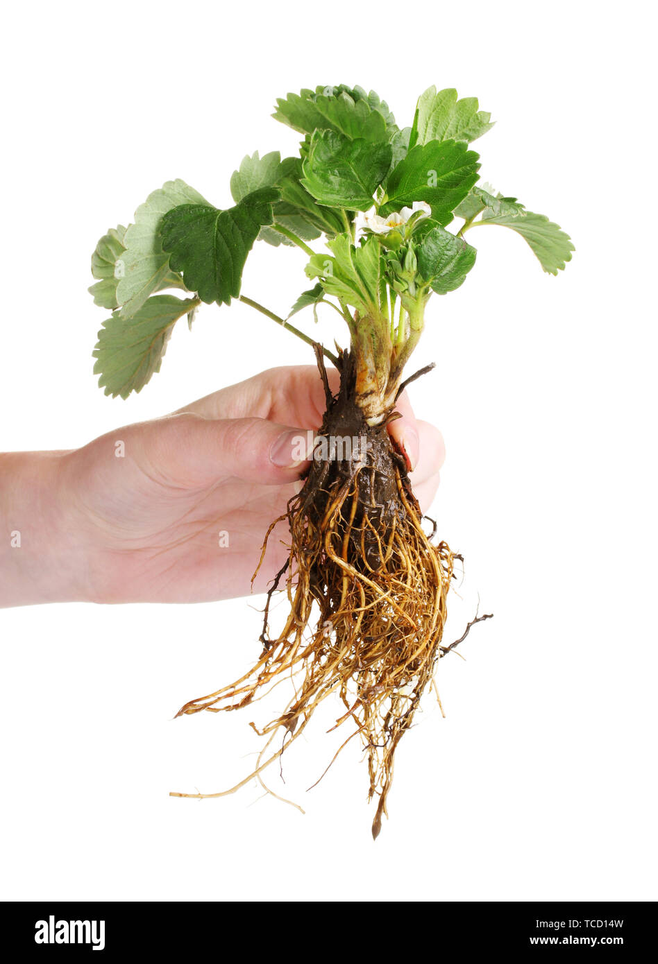 Strawberry plant root hi-res stock photography and images - Alamy