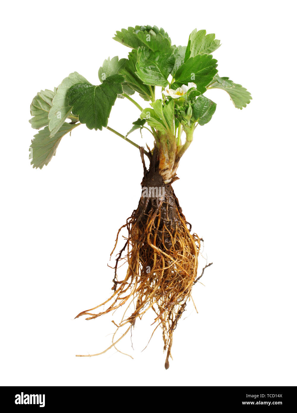Strawberry bush with root isolated on white Stock Photo - Alamy