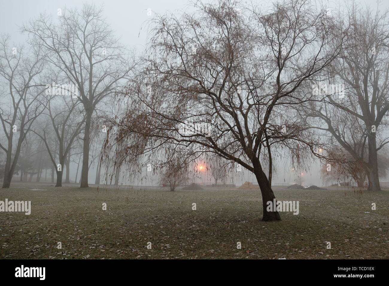 Halloween scary tree silhouette isolated hi-res stock photography and ...