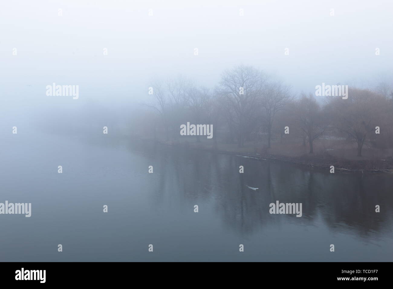 Heavy mist surrounding a shoreline covered with trees Stock Photo - Alamy
