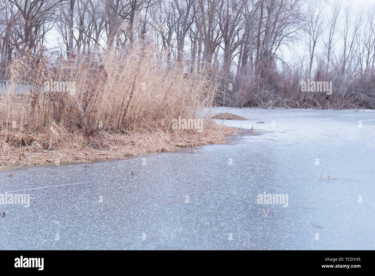 Wind blowing tall wetland vegetation at the edge of a frozen pond Stock ...