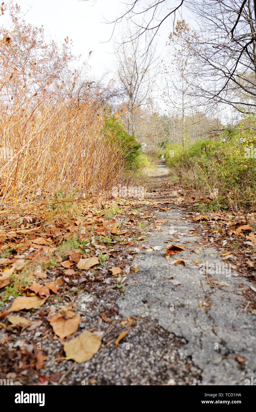 Overgrow asphalt path with dense vegetation on both sides Stock Photo ...