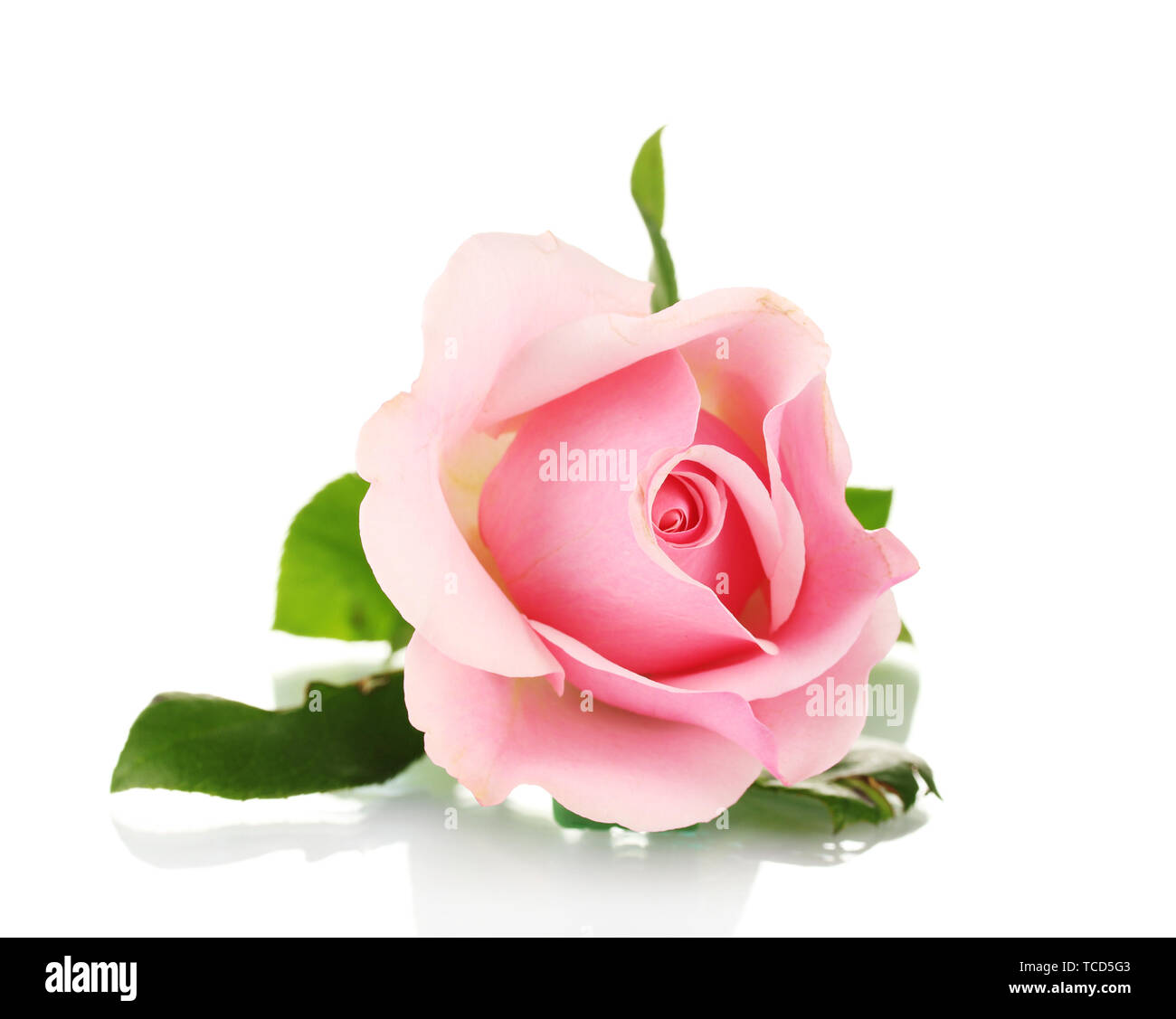 Pink rose isolated on white Stock Photo - Alamy