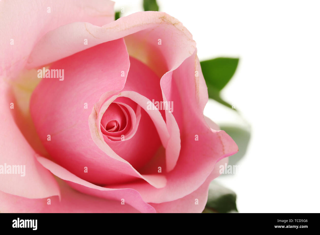 Pink rose isolated on white Stock Photo - Alamy