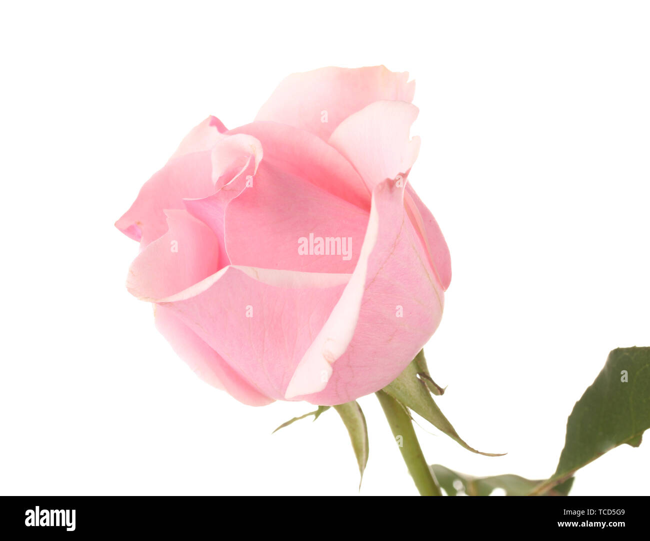 Pink rose isolated on white Stock Photo - Alamy